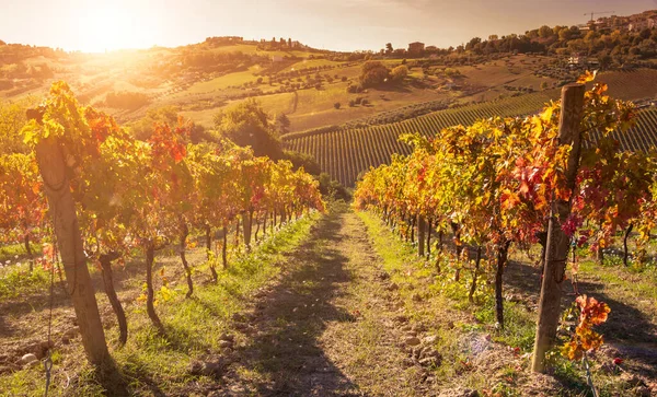 Tuscany vineyard Stock Photos, Royalty Free Tuscany vineyard Images ...