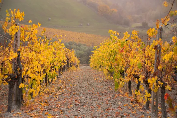 Foggy vineyard Stock Photos, Royalty Free Foggy vineyard Images ...