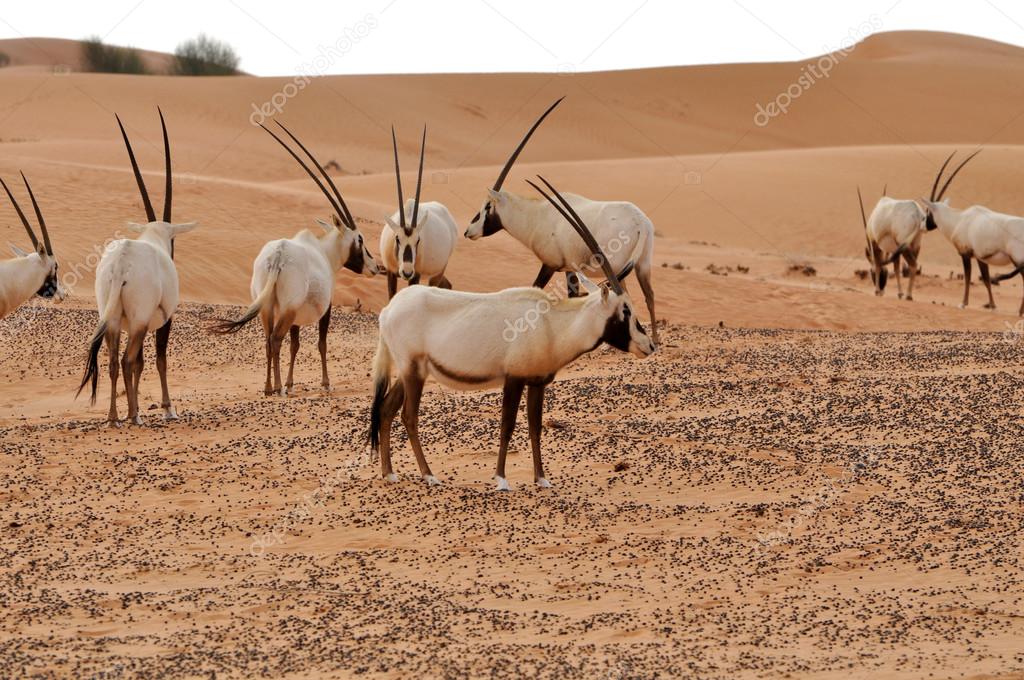 Arabian Oryx Stock Photo by ©Wellington777 23177434