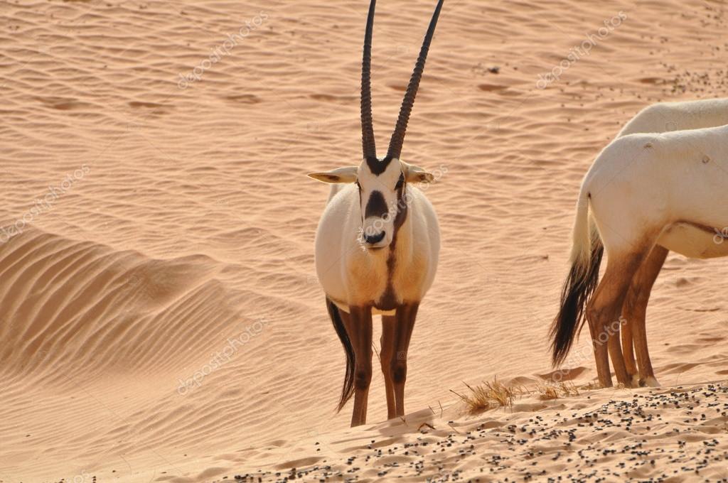 Oryks arabski na pustyni — Zdjęcie stockowe © Wellington777 #23177766