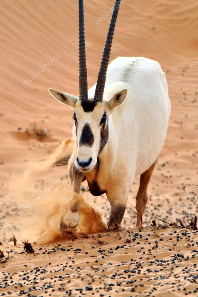 Arabian Oryx — Stock Photo © Wellington777 #28011973