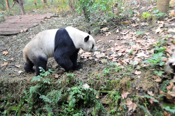 Chengdu pandas Stock Photos, Royalty Free Chengdu pandas Images ...