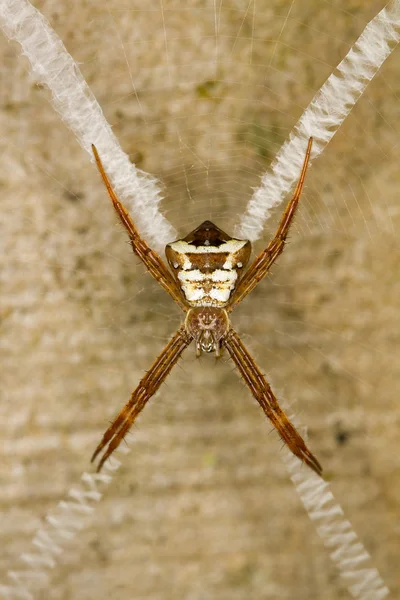 Asian spider Stock Photos, Royalty Free Asian spider Images | Depositphotos