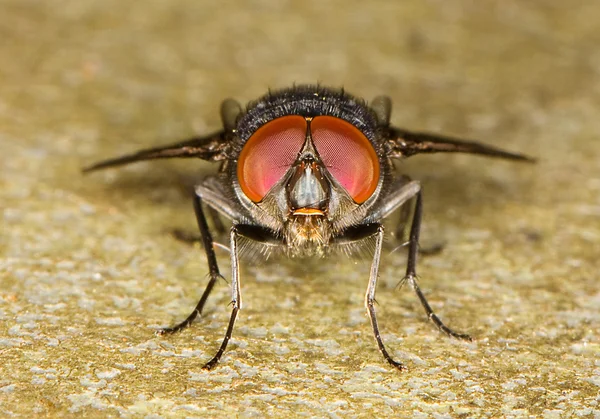 ᐈ Fly insect stock images, Royalty Free fly photos | download on ...