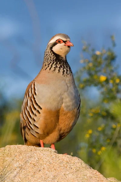 5,852 Partridge Stock Photos, Images | Download Partridge Pictures on ...