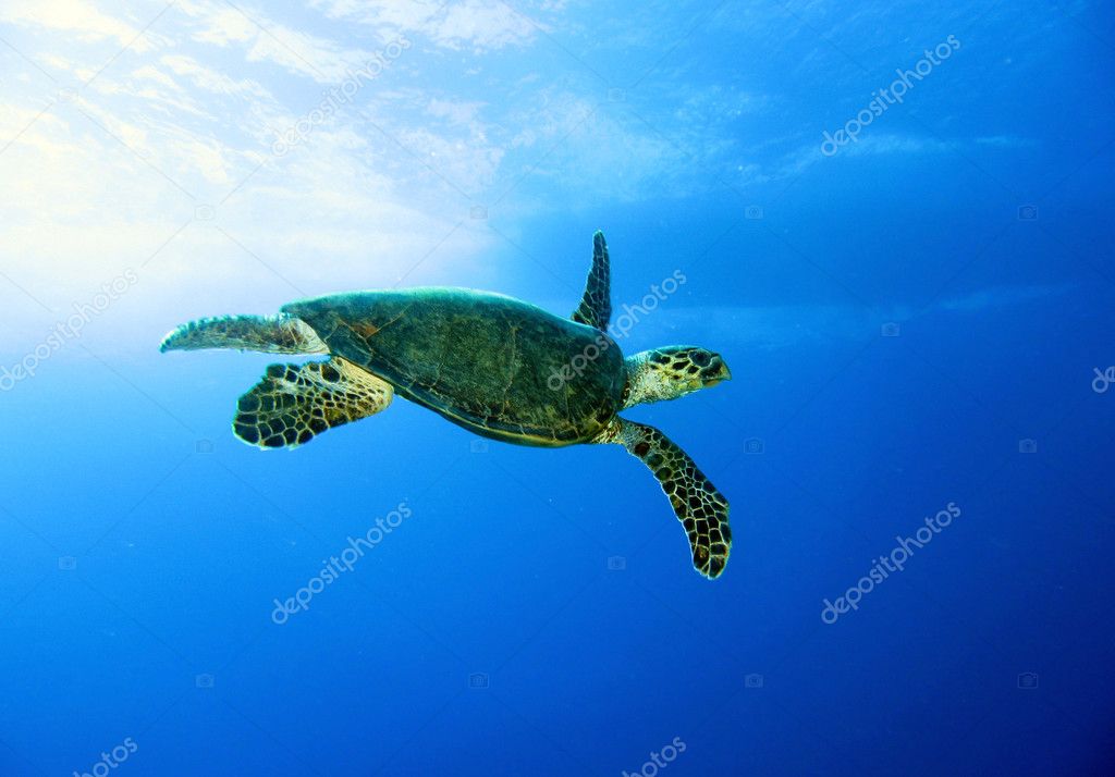 Green turtle — Stock Photo © natursports #23660129
