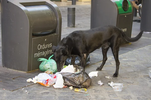 What Happens When Dogs Eat Garbage