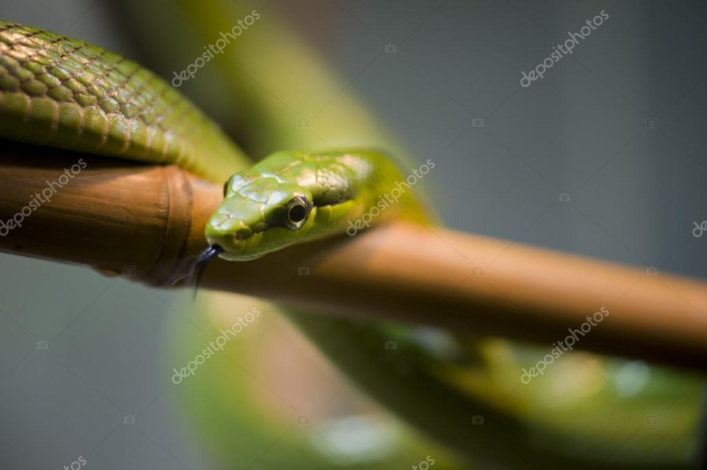 Green rat snake Stock Photo by ©oceanfishing 24827803