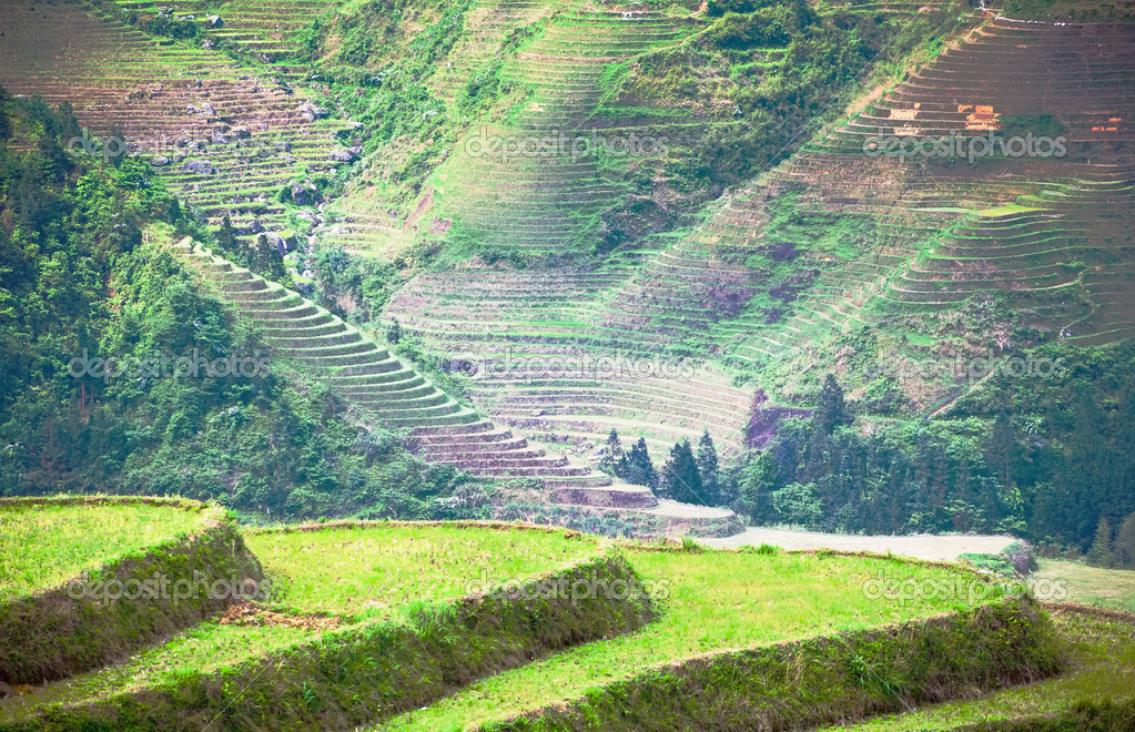 Rice Terraces Stock Photo by ©tdway 26296649