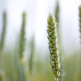 16 Wheet Vector Images | Depositphotos