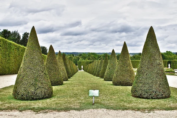 Cone shaped trees Pictures, Cone shaped trees Stock Photos & Images ...