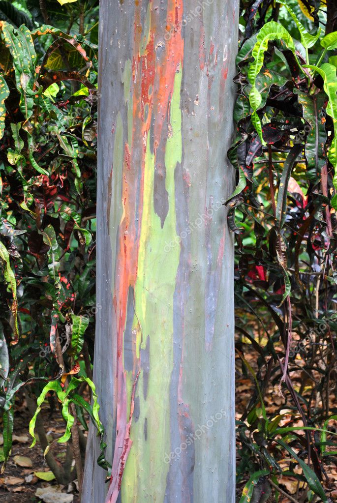 Rainbow Eucalyptus tree Stock Photo by ©PeterEtchells 35611491
