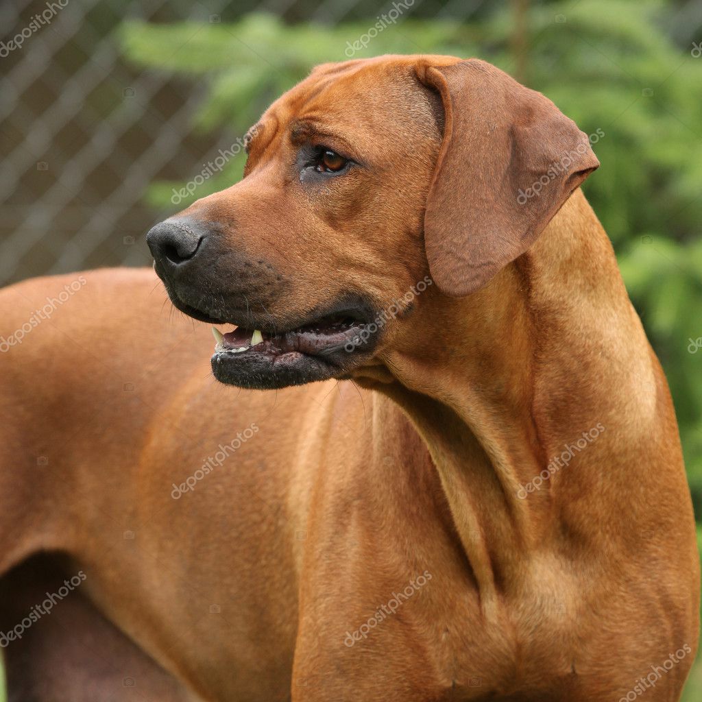 Rhodesian ridgeback Stock Photo by ©Zuzule 23766639