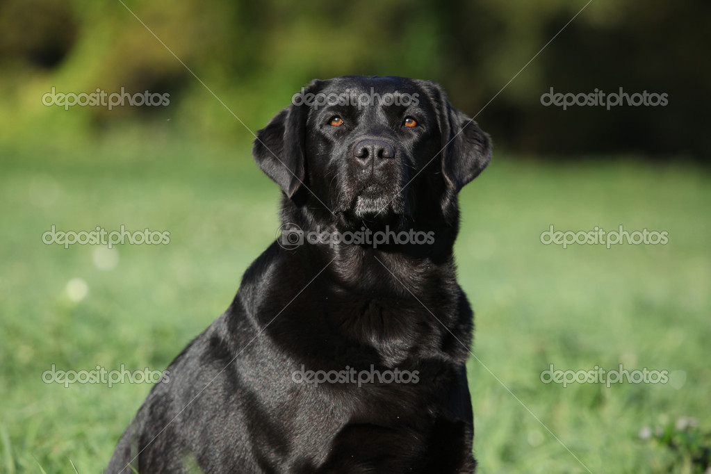 Beautiful labrador retriever looking at you — Stock Photo © Zuzule ...