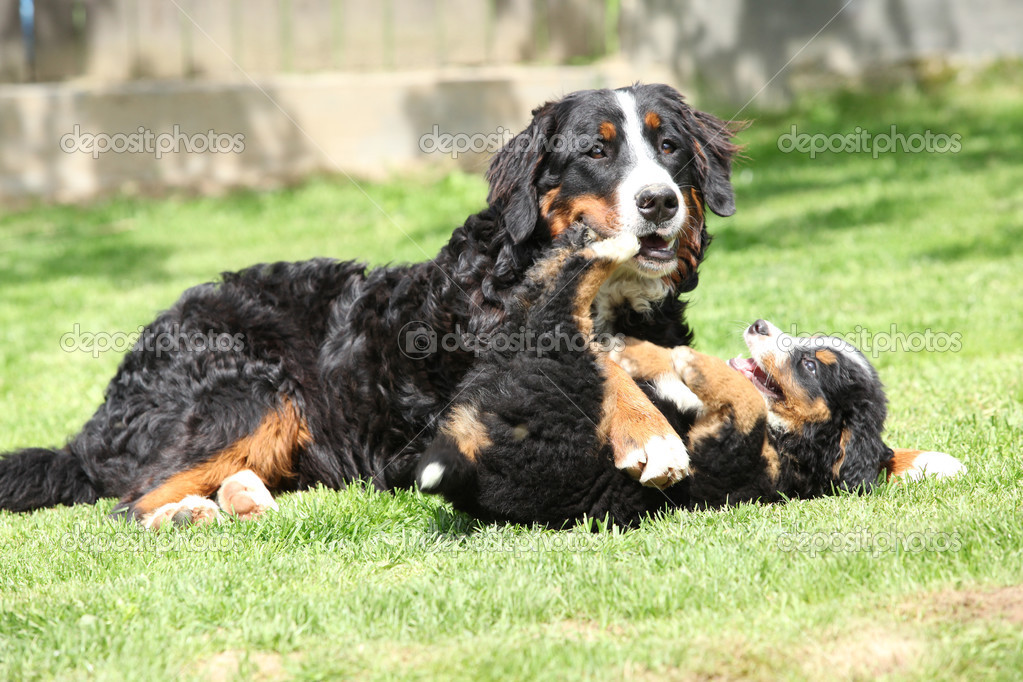 BERNSKÝ SALAŠNICKÝ PES fena s štěně — Stock Fotografie © Zuzule #23821245