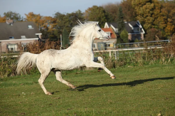 Nice welsh mountain pony stallion running Stock Photo by ©Zuzule 36334003