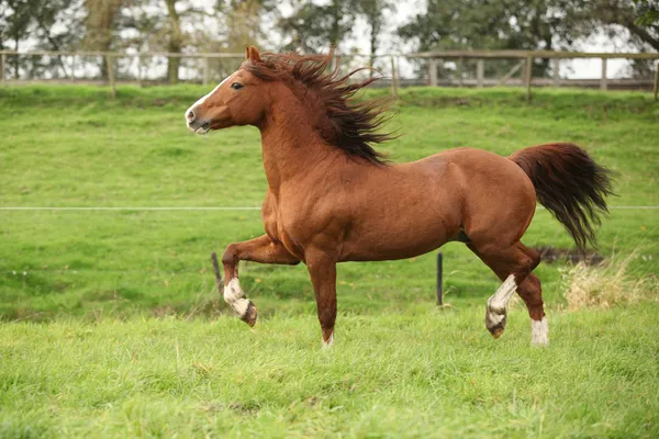Chestnut welsh pony with blond hair running on pasturage Stock Photo by ...