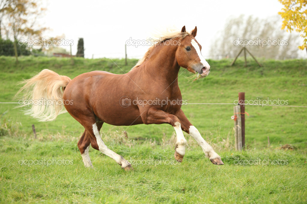 Chestnut welsh pony with blond hair running on pasturage Stock Photo by ...