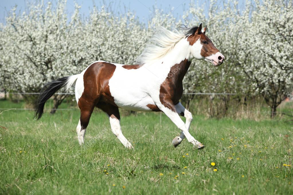 Paint Horse Running