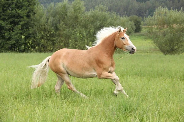 ᐈ Haflinger stock images, Royalty Free haflinger photos | download on ...