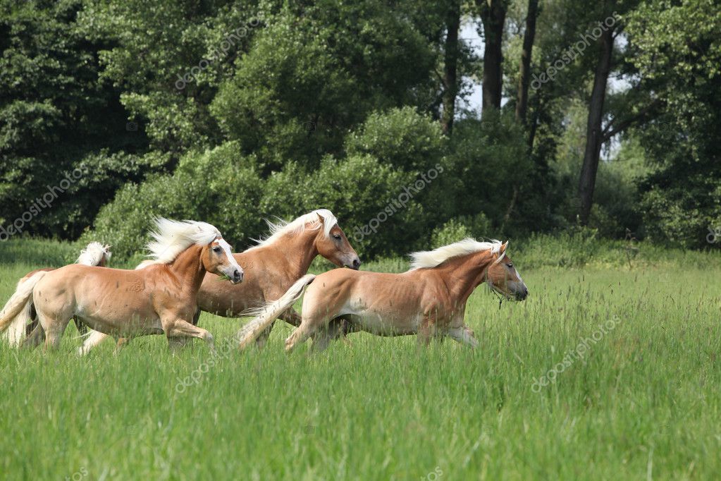 Batch of chestnut horses running in freedom — Stock Photo © Zuzule ...