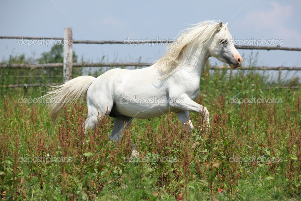 White welsh mountain pony stallion galloping — Stock Photo © Zuzule ...