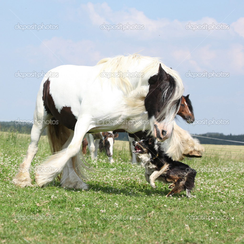Irish cob attacking border collie — Stock Photo © Zuzule #25871885
