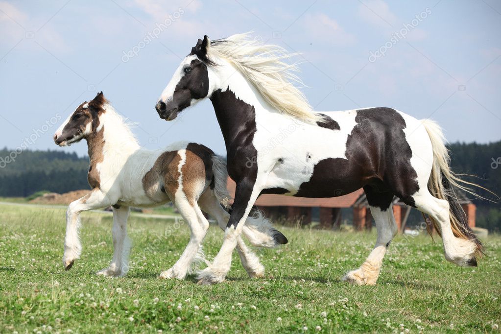 Nice irish cob mare with foal on pasturage Stock Photo by ©Zuzule 28623345