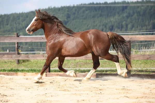 Walijski kuc górski Stock Photos, Royalty Free Walijski kuc górski ...