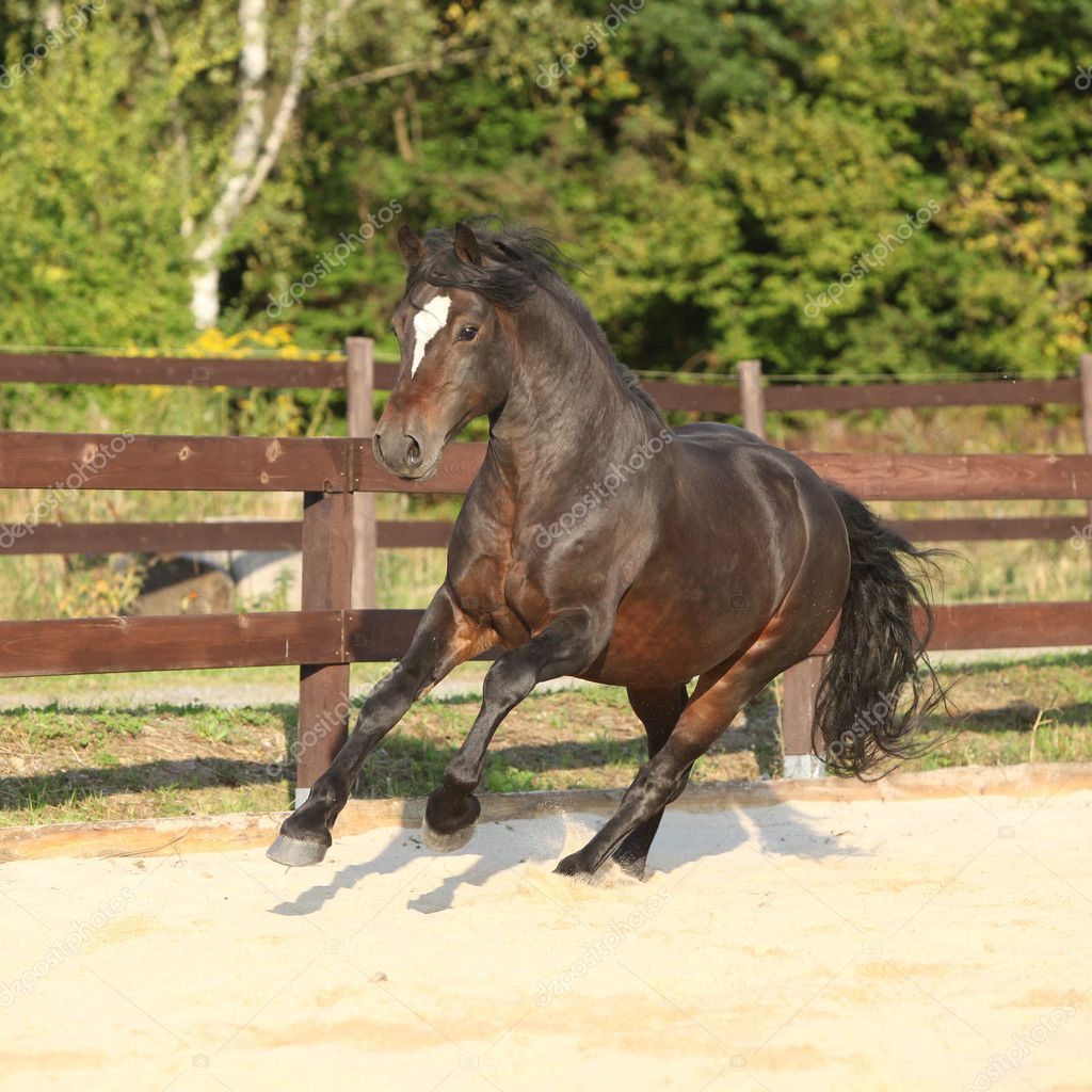 Gorgeous brown welsh cob running — Stock Photo © Zuzule #32190481