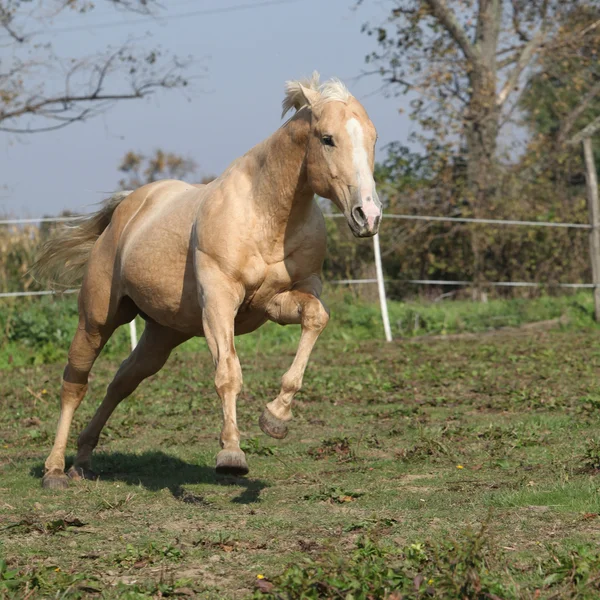 Cavalo criollo fotos de stock, imágenes de Cavalo criollo sin royalties ...