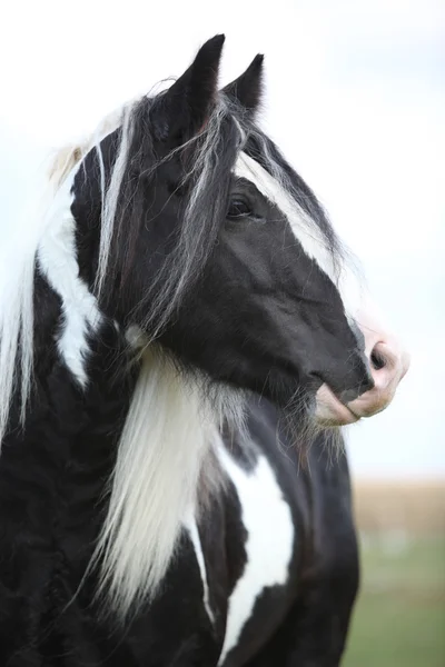 Irish cob Stock Photos, Royalty Free Irish cob Images | Depositphotos