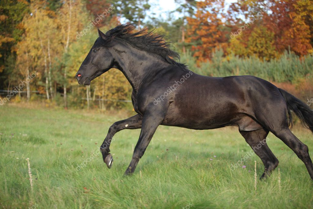 Gorgeous black stallion running in autumn — Stock Photo © Zuzule #34424207