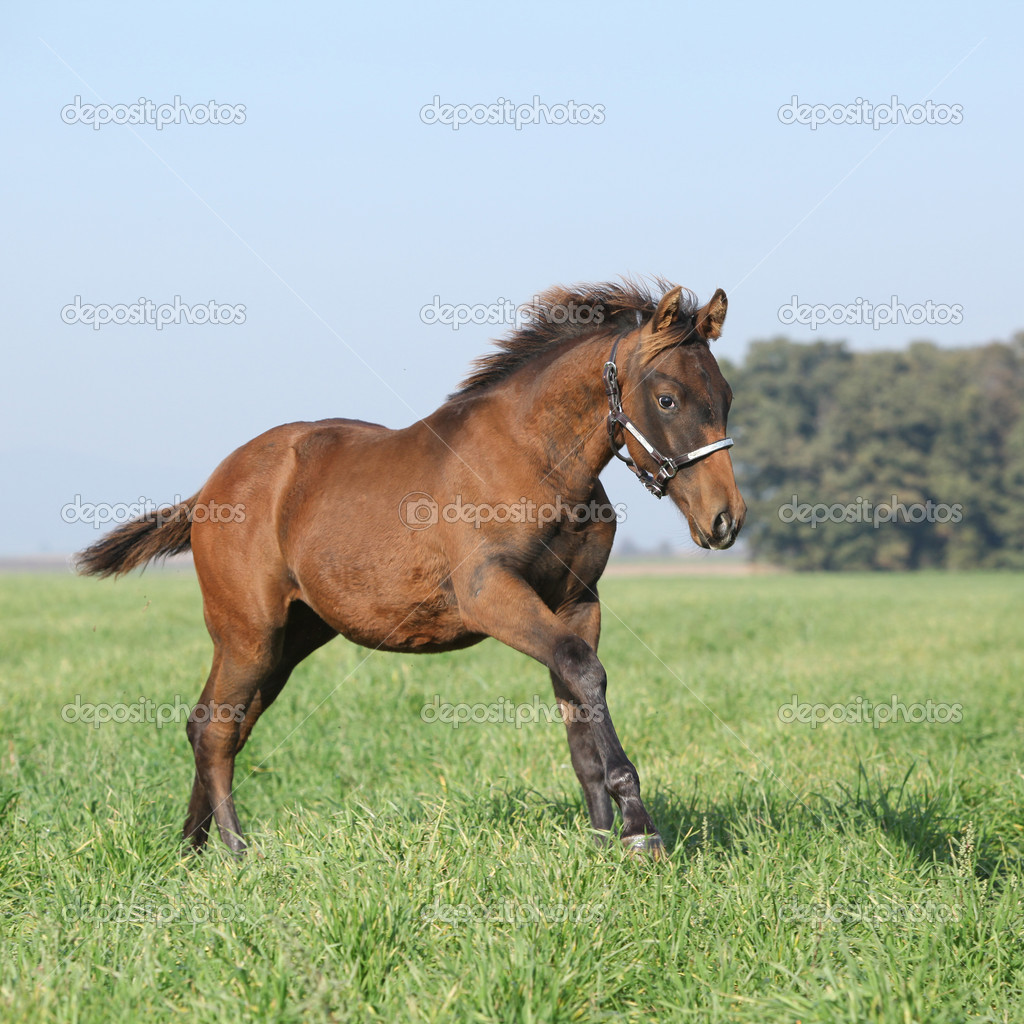 Brown foal running in freedom — Stock Photo © Zuzule #34710425