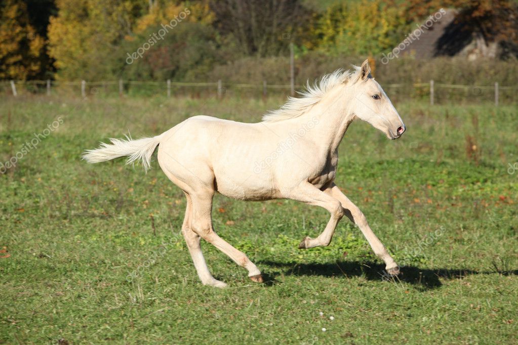 Potro Palomino