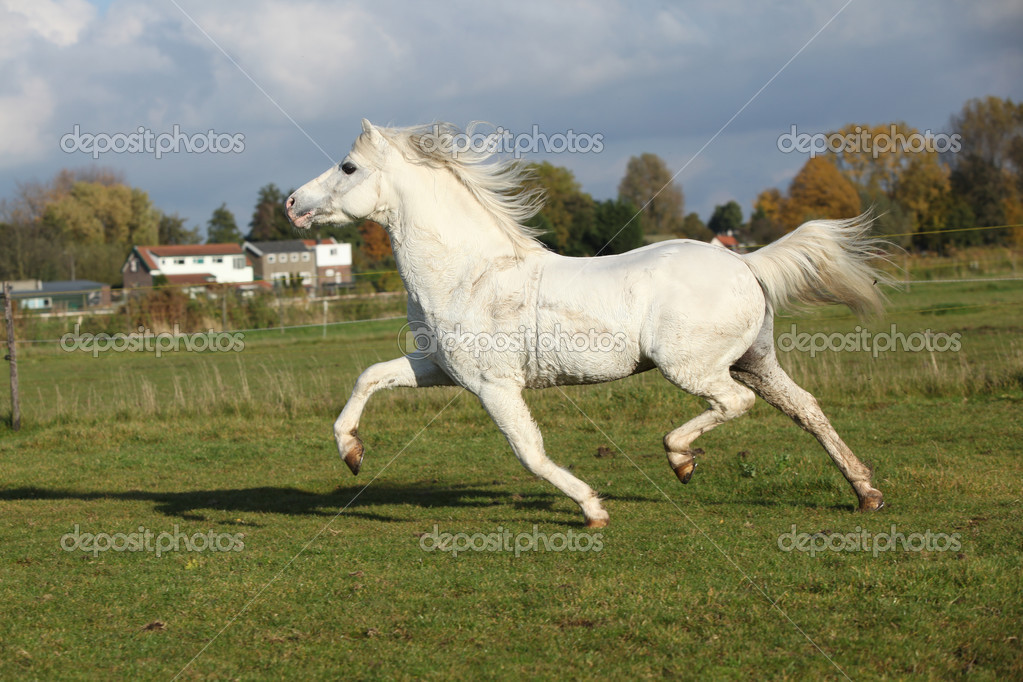 Nice welsh mountain pony stallion running Stock Photo by ©Zuzule 36334003