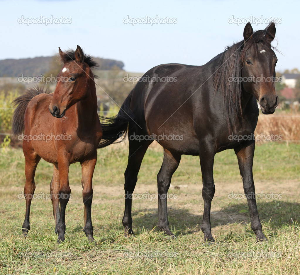 Kabardin horse on pasturage ⬇ Stock Photo, Image by © Zuzule #36334245