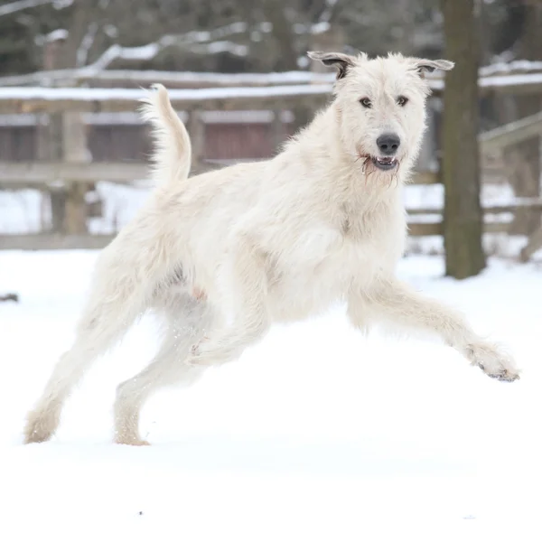 Irish wolfhound Stock Photos, Royalty Free Irish wolfhound Images ...