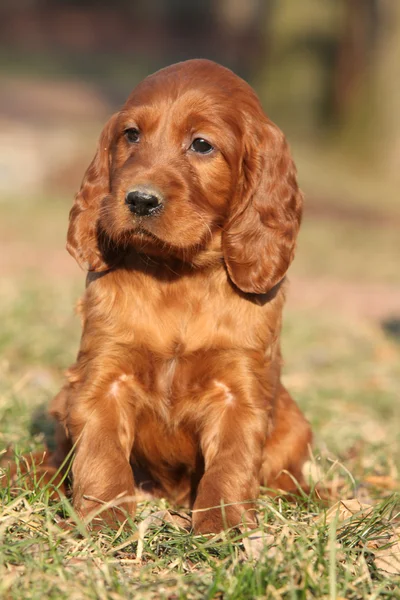Irish Red Setter Puppies in nature — Stock Photo © Zuzule #38334299
