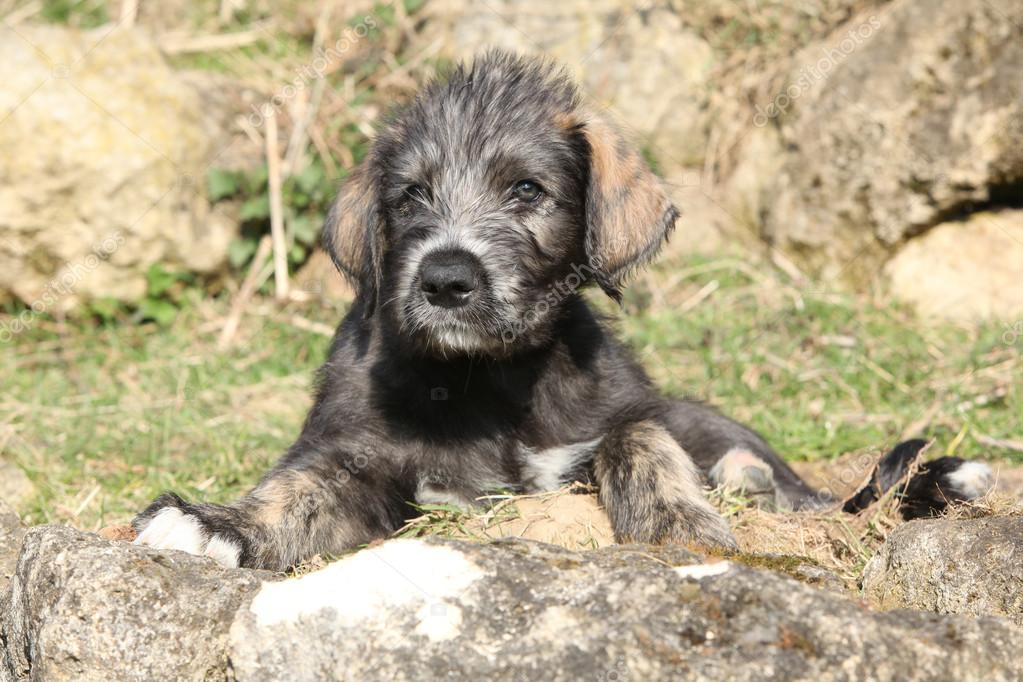 Blue Irish Wolfhound Puppies