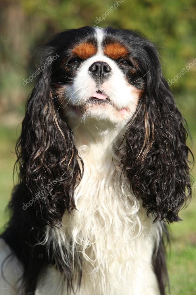 St Charles Cocker Spaniel | ppgbbe.intranet.biologia.ufrj.br