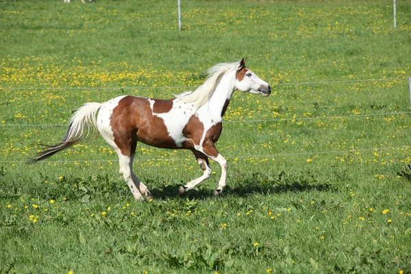 Paint Horses Running In A Field