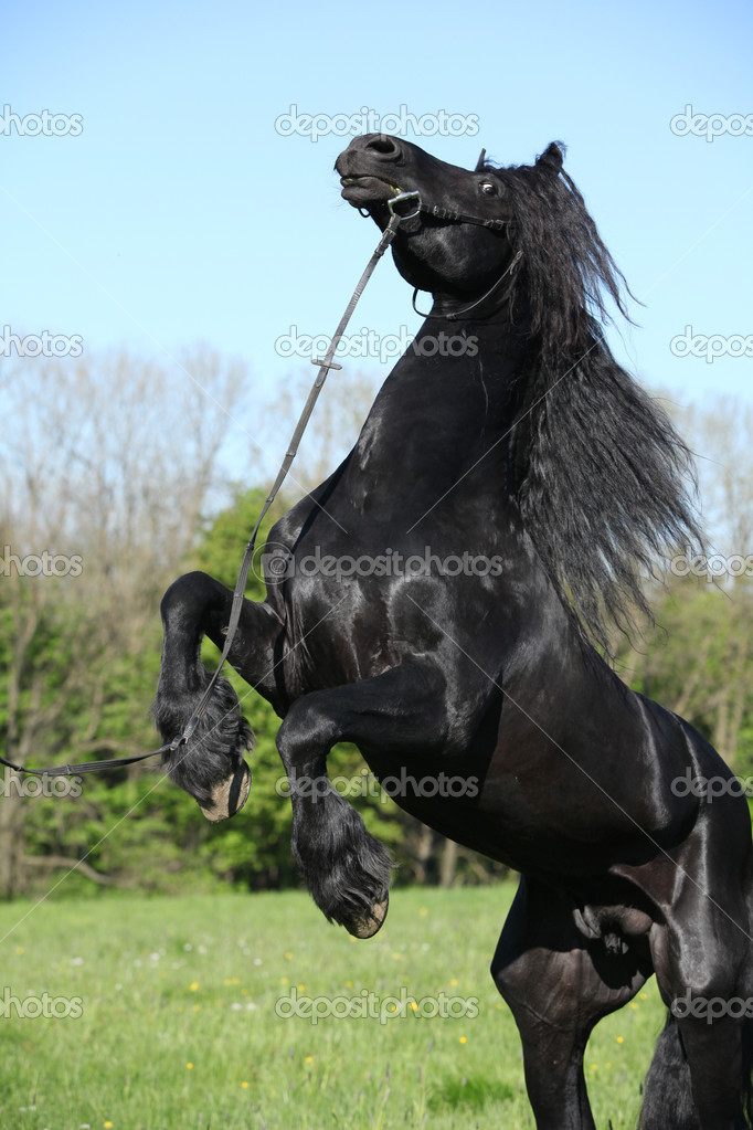 Gorgeous black stallion prancing — Stock Photo © Zuzule #45815069