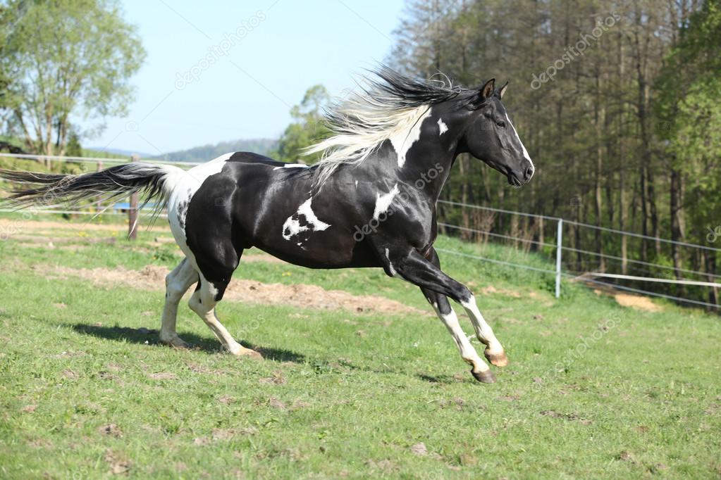 Impressive Paint Horse