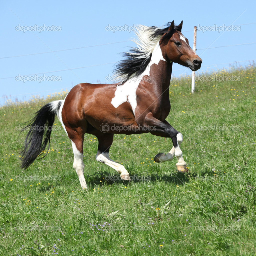 Tobiano Horse