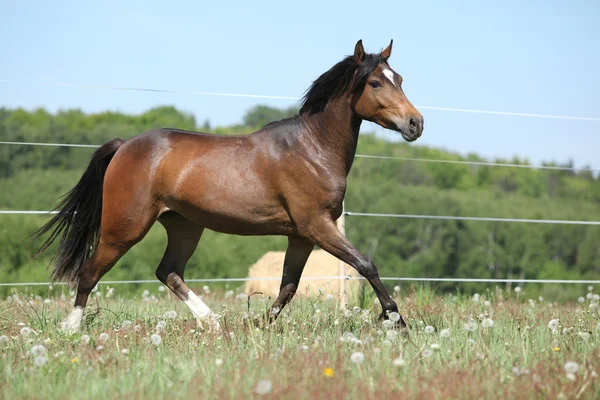 Amazing horse running on spring pasturage - Stock Image - Everypixel