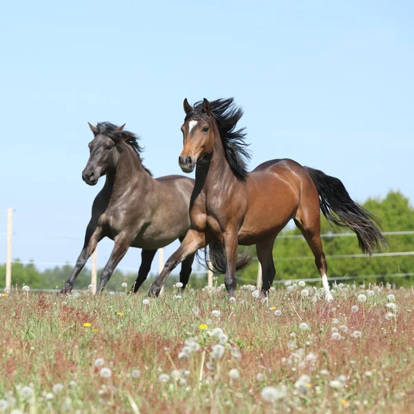 Friesian horses running Stock Photos, Royalty Free Friesian horses ...