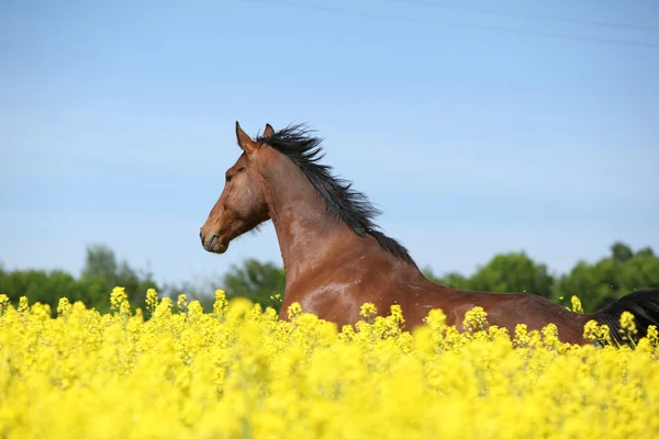 Yellow horse Stock Photos, Royalty Free Yellow horse Images | Depositphotos