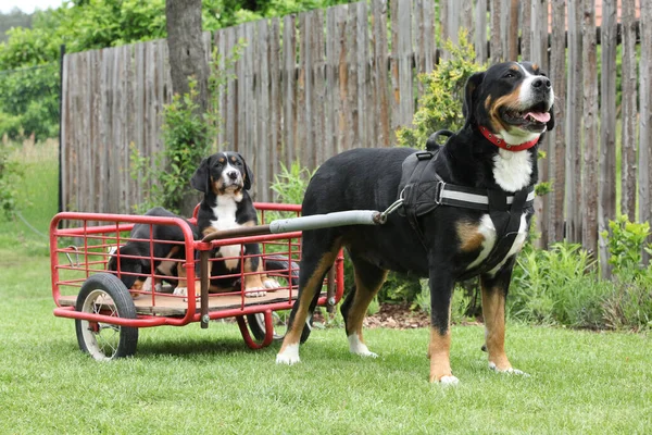 Dog carting Stock Photos, Royalty Free Dog carting Images | Depositphotos