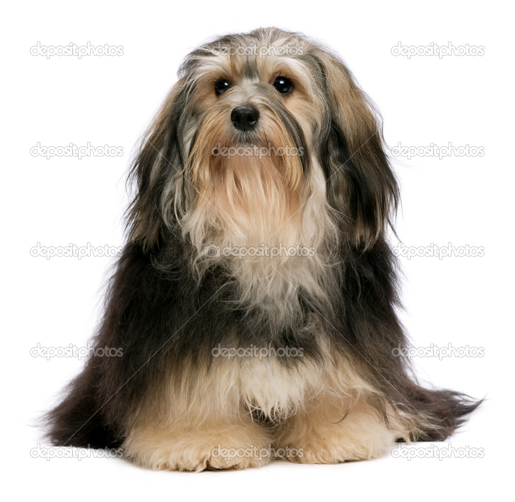 Cute sitting tricolor Havanese dog is looking upwards Stock Photo by ...
